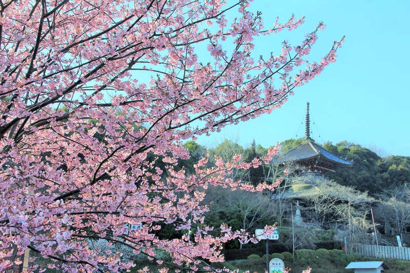 【愛媛県内発】 阿波勝浦ビッグひな祭りと熊谷寺に咲く蜂須賀桜 日帰り｜日帰り 神社仏閣・ひとり旅 バスツアー｜愛媛 松山発-徳島着｜2026年 ...